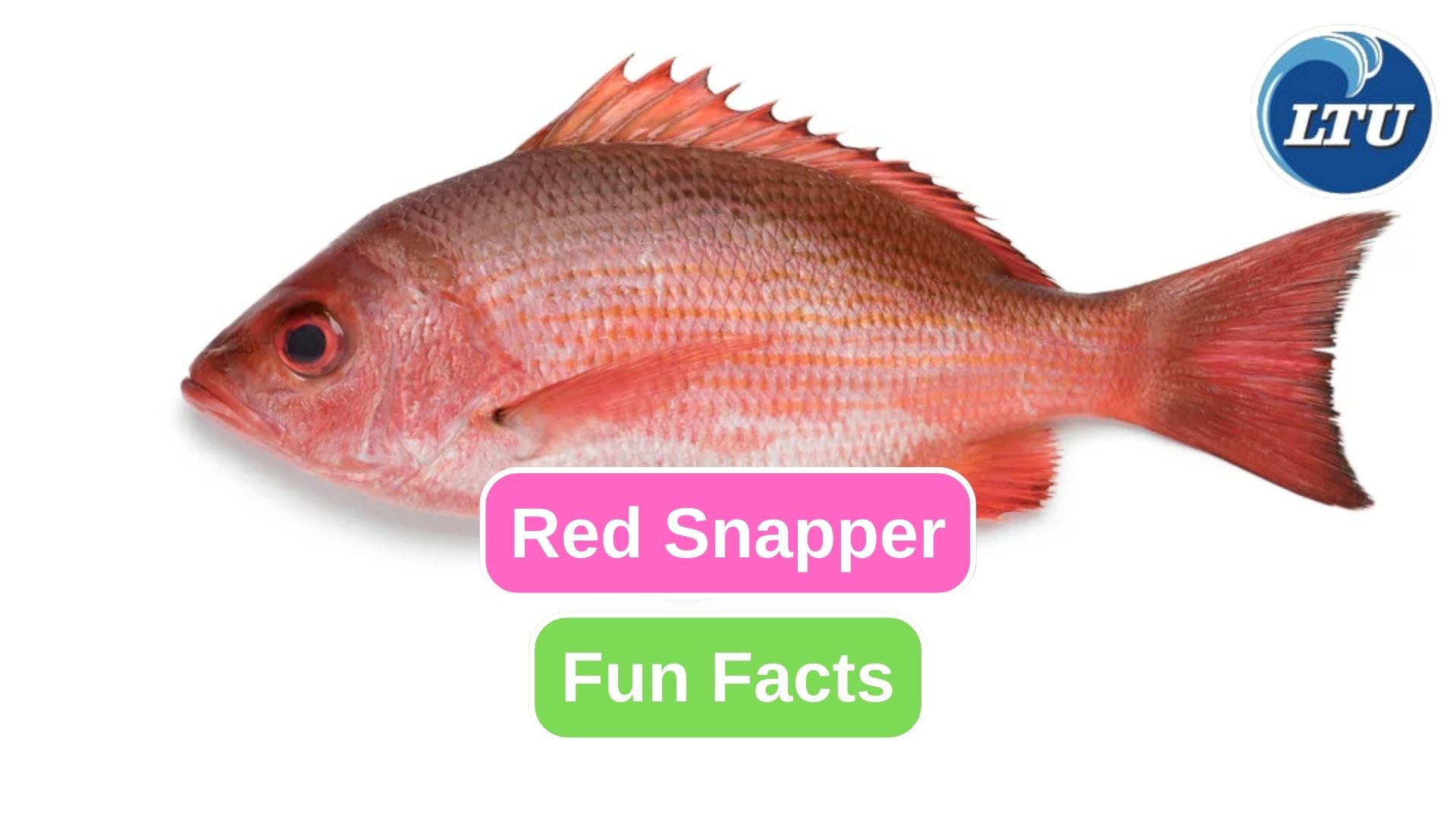 Get To Know About 10 Fun Facts of Red Snapper
