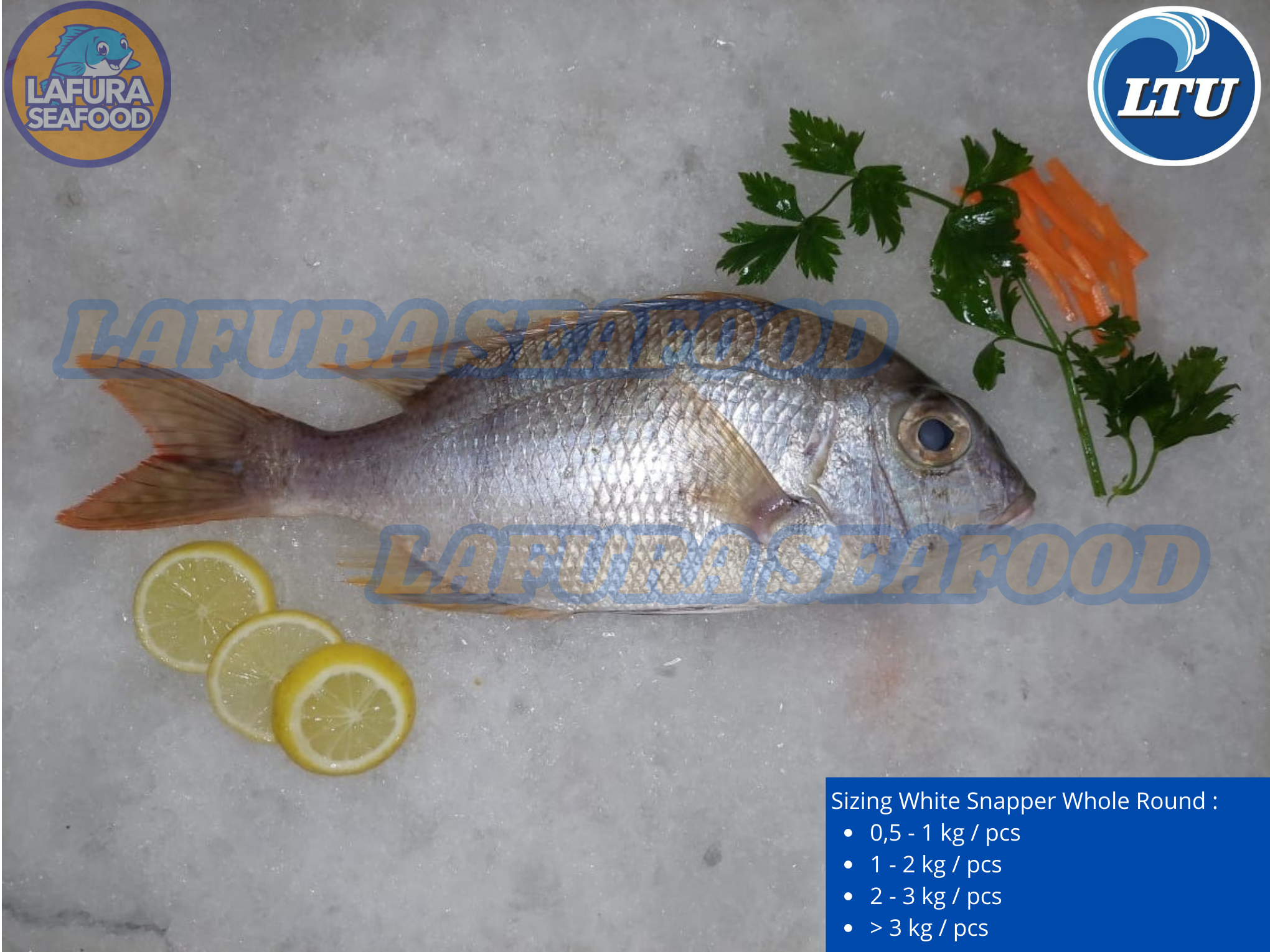 White Snapper / Robinson Seabream / Seabream Whole Round / Whole Gilled ...